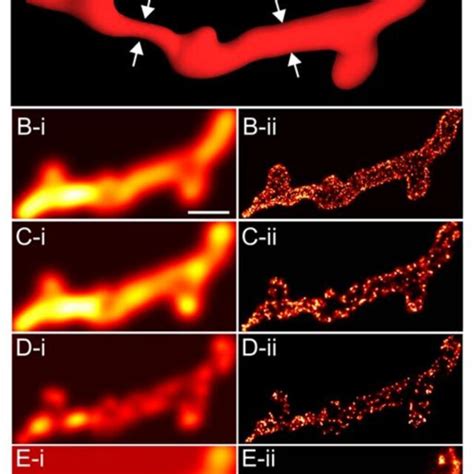 Simulating The Effect Of Labelling Densities And Background