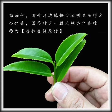 广东潮州凤凰单枞茶特级高山鸭屎香蜜兰香通天香500g百年凤凰单丛虎窝淘