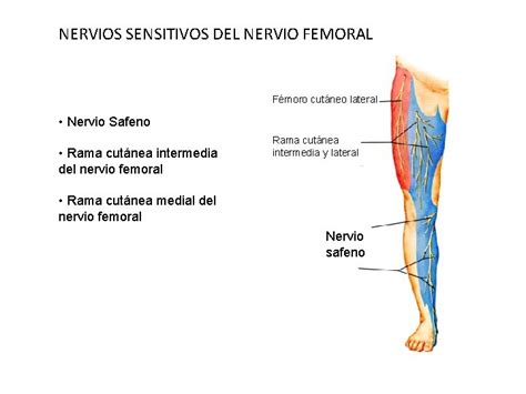 Inervacin Miembro Inferior Plexo Lumbar Iliohipogstrico Ilioinguinal Fmoro