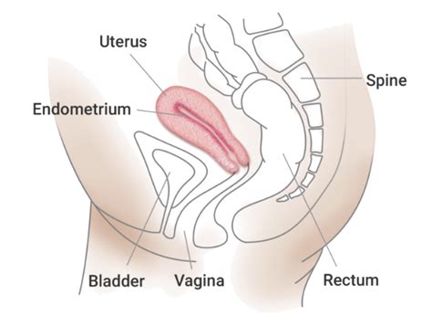 Myometrium Side View