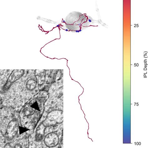 Three Types Of Off Bipolar Cells Made Synapses Onto Displaced M1 Iprgc