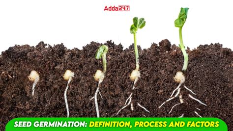Seed Germination Definition Process And Factors
