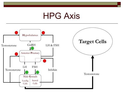 PPT HPG Axis PowerPoint Presentation Free Download ID 194606