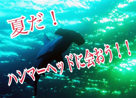 伊豆大島のダイビングサービス 伊豆大島ダイビングセンター