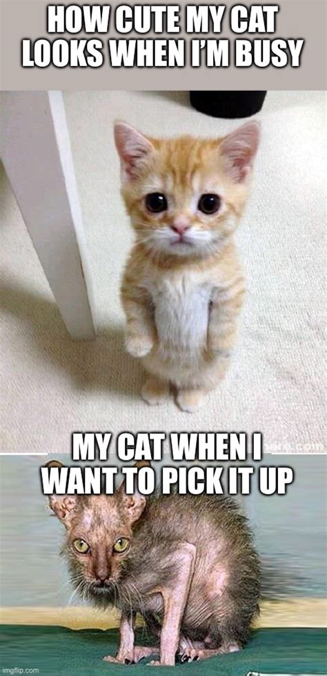 Awful Cat Memes Ugly Cat Memes And S Imgflip