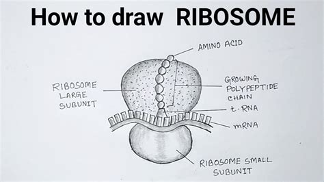 How To Draw Ribosome Easily Ribosome Diagram Easy Biology Drawing