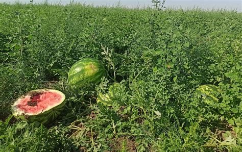 Арбузы в Херсоне на поле не собирают из за оккупантов видео РБК Україна