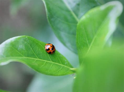 Premium Photo Close Up Of Ladybug On Leaf