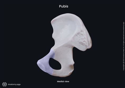 Pubic Bone Anatomyapp