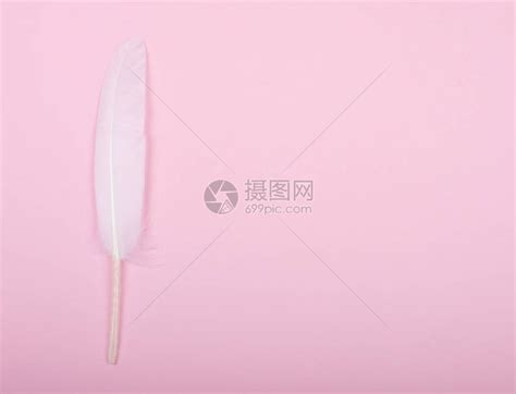 白色羽毛作为粉红色糊面背景最小概念顶视图的卷纹笔高清图片下载 正版图片503955032 摄图网