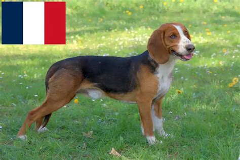 German Bracke Breeders And Puppies In France