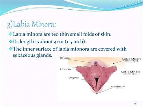 Female Reproductive System Pptx