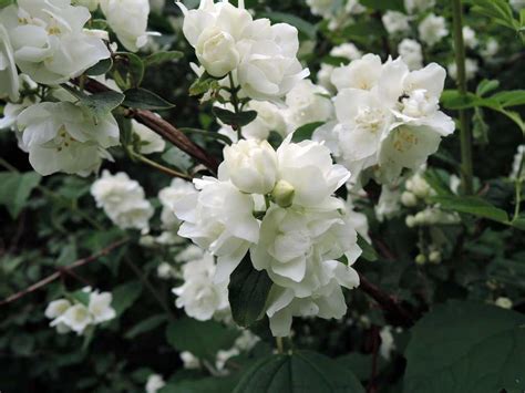 Чубушник махровый - описание популярных сортов