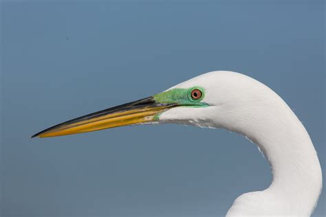 Great Egret Breeding Plumage Great Egret Breeding Plumage Flickr