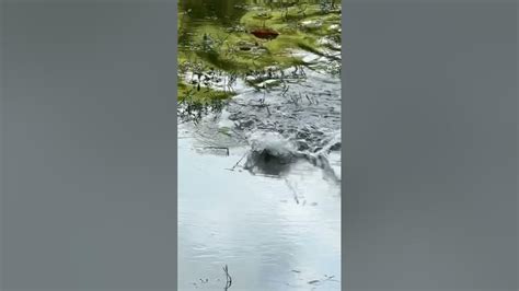 เด็กตกปลาภาคินแปดเซียนครับ Youtube