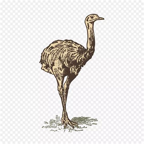 Png Png