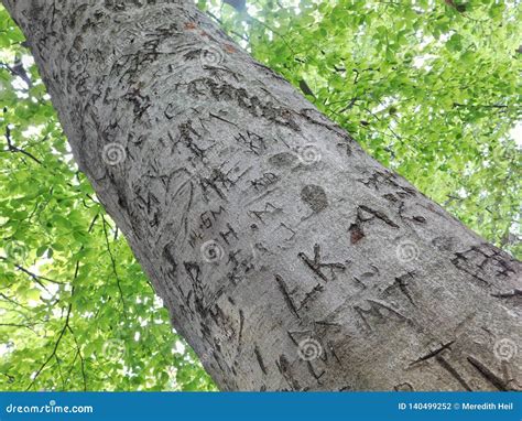 Letters Carved Into The Trunk Of A Tree Stock Photo Image Of Letters Damage