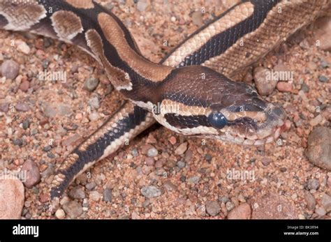 Ball Royal Python Python Regius Native To West And Central Africa