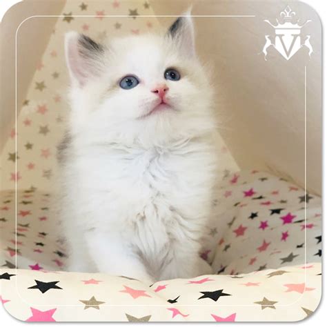 렉돌 페르시안친칠라 구미강아지분양 애견분양샵 서울강아지분양 유기견센터 애완용강아지종류 대구유기견 반려견무료분양 빅토리아펫 고양이분양 말티즈분양