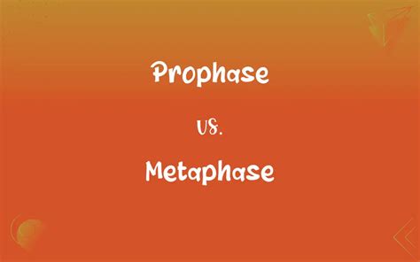 Prophase Vs Metaphase Whats The Difference
