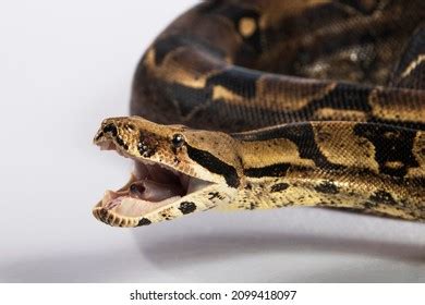 Python Mouth Open Over Royalty Free Licensable Stock Photos Shutterstock