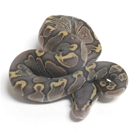 Ghi Orange Ghost Ball Python By Original Sin Serpents Ghi Orange Ghost Ball Python By Original Sin Serpents