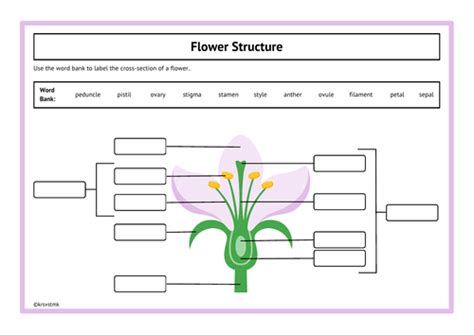 Label The Structure Of A Flower Answers Teaching Resources