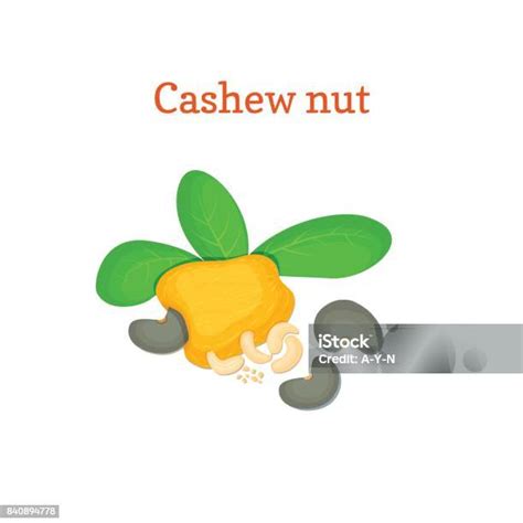 캐슈 너트의 벡터 그림입니다 노란색 과일 견과류와 나뭇잎 흰색 배경에 나무 맛 있어 요소 포장 디자인 브로셔 건강 한 식습관 건강한 식생활에 대한 스톡 벡터 아트 및 기타