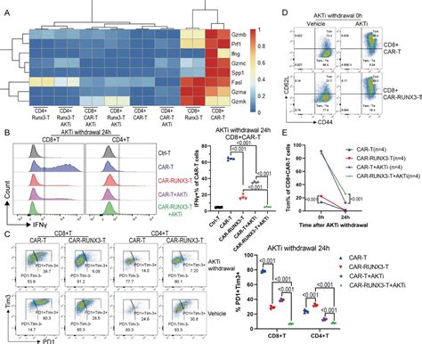 Runx3 Overexpression Cooperates With Ex Vivo Akt Inhibition To Generate