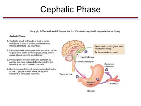 Digestive System