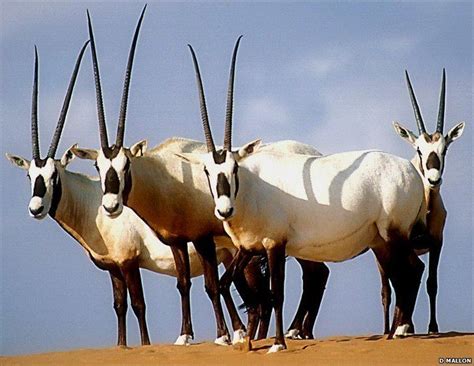 Arabian Oryx ~ Everything You Need To Know With Photos Videos