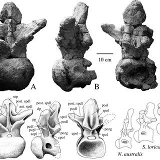 Map Showing The Type Locality For Anabisetia Download Scientific Diagram