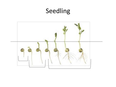 PPT 10 18 10 Seedling Vocabulary PowerPoint Presentation Free Download ID 1622798