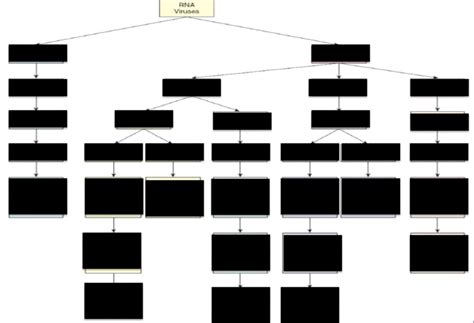 Rna Viruses Diagram Quizlet