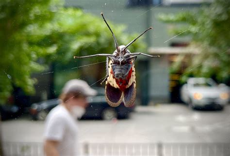 How To Kill Spotted Lanternflies Without Squishing Them — And Soccer