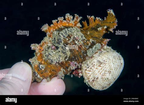 Man Holding Ramose Murex Chicoreus Ramosus Attacking Elongate Heart