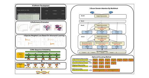 Sdba Score Domain Based Attention For Dna N4 Methylcytosine Site Prediction From