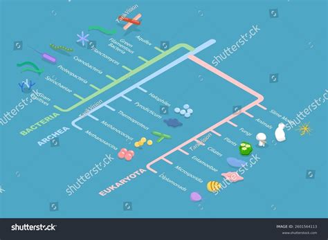 Phylogeny Tree Bacteria Over 2 Royalty Free Licensable Stock Illustrations And Drawings