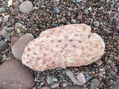 Is This A Lepidodendron Tree Fossil Rfossils