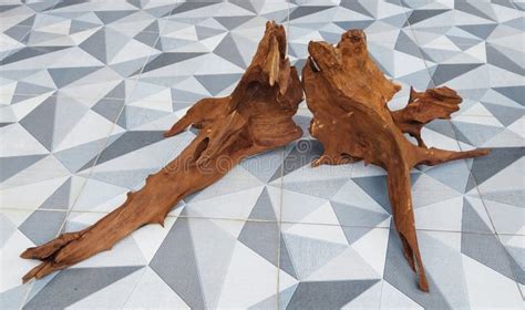 Root Tree Fosil Stock Photo Image Of Design Branch