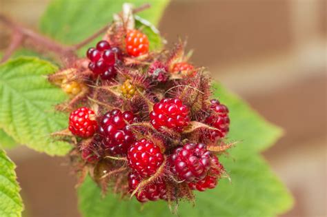 Backyard Berries 5 Fruits Youll Only Find Through Friends Foraging Kitchn