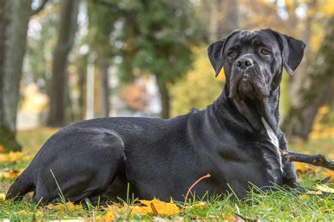 11 Cane Corso Colors And Markings With Pictures
