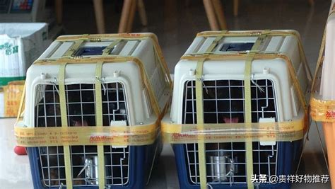 火车托运宠物如何办理 咨询和托运流程附托运价格表 化蝶巷
