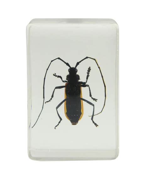 Celestron 3d Bug Specimen Kit No 1 Prepared Biological Slides And Specimens Specimens And Pre