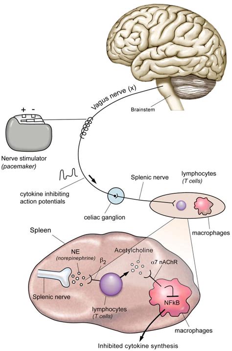 The Pulse Of Inflammation Heart Rate Variability The Cholinergic Anti Inflammatory Pathway
