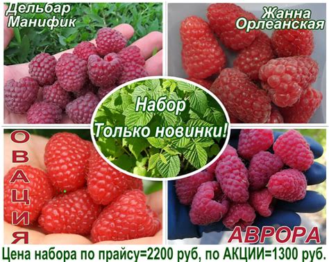 Акции на ягодные кустарники | Ягодный микс
