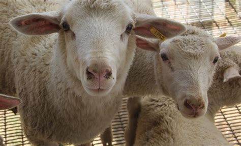 ¿carnero Oveja O Cordero Secretaría De Agricultura Ganadería