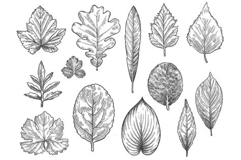 Fall Leaf Illustration