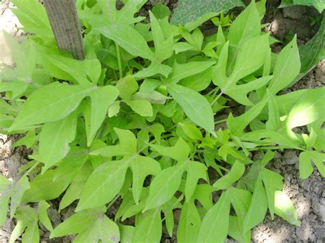 The Biggest Plant Dictionary Ipomoea Reptans