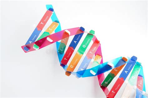 Deoxyribonucleic Acid Or Dna Double Helix Chains Structure Formed By Base Pairs Attached To A